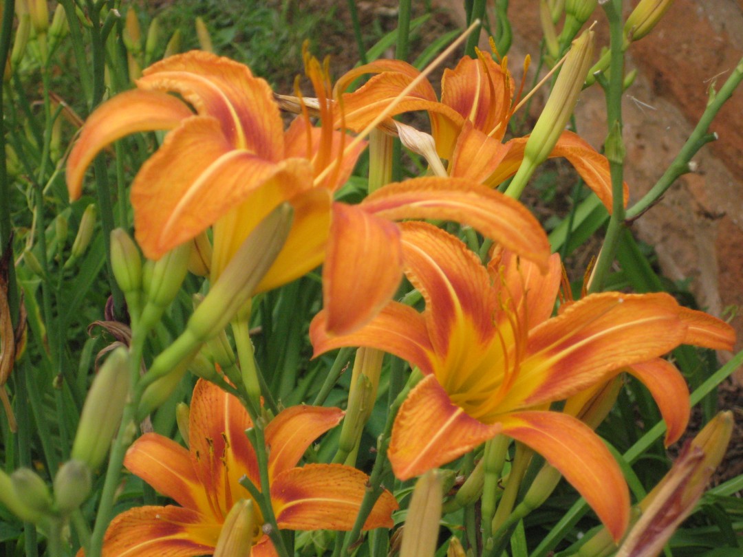 Day Lily: Summer Schedule