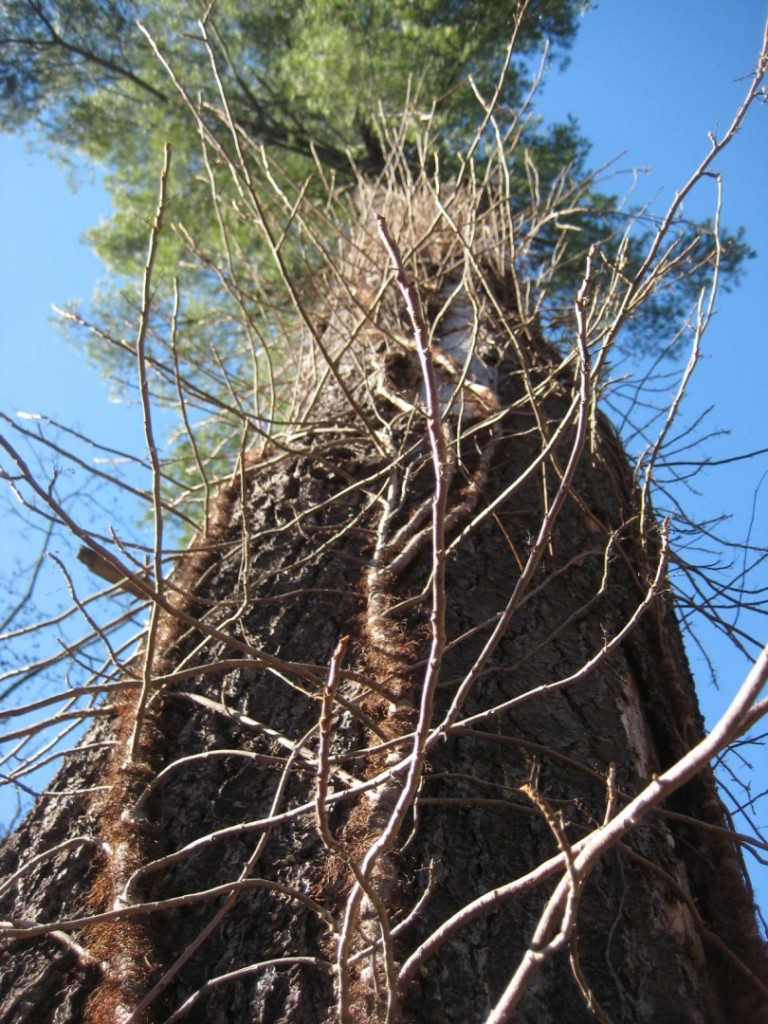 Poison Ivy: Hairy Vine - Anita Sanchez
