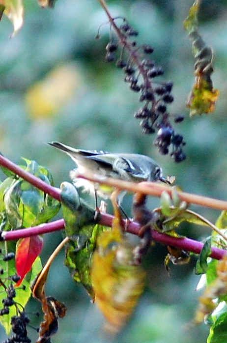 Pokeweed: Summer Giant - Anita Sanchez