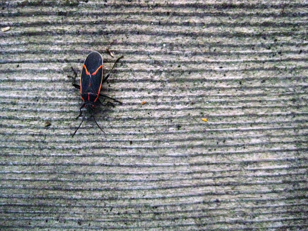 Invasion of the Box Elder Bugs - Anita Sanchez