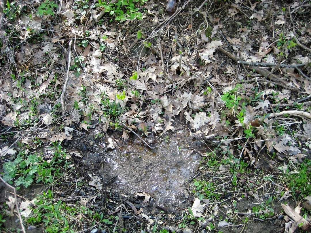 In Praise of Puddles - Anita Sanchez