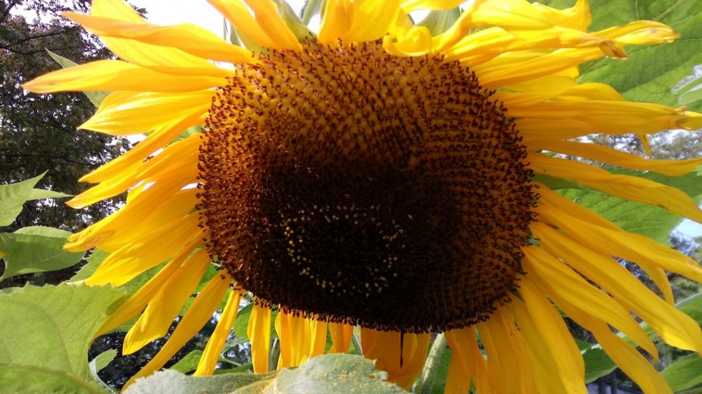Total Eclipse of the Sunflower - Anita Sanchez