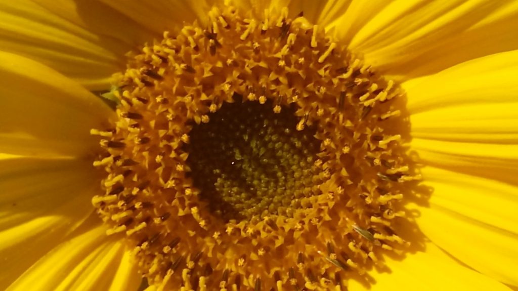 Total Eclipse of the Sunflower - Anita Sanchez