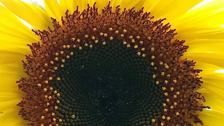 Total Eclipse of the Sunflower - Anita Sanchez