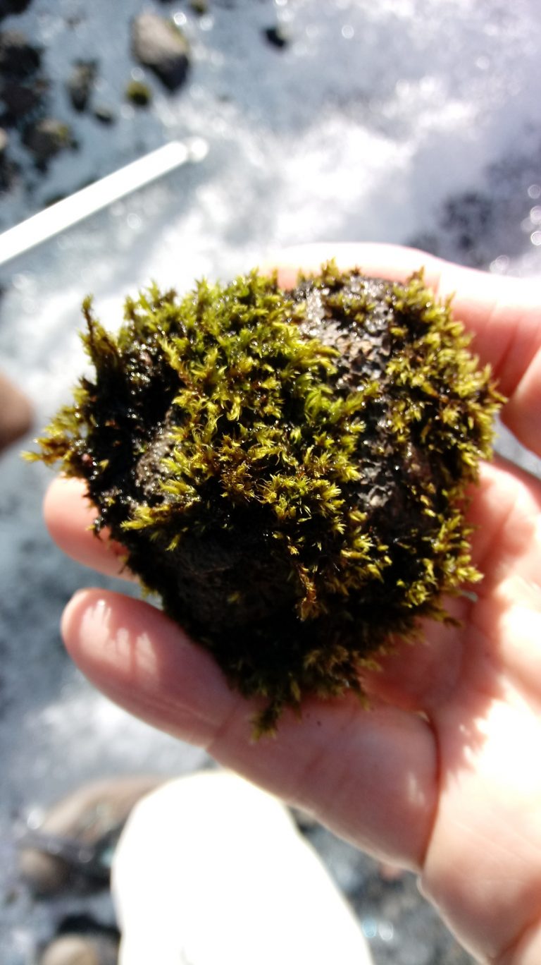 Glacier Mouse - Anita Sanchez