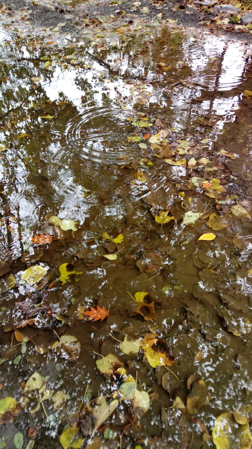 Mud Puddle Season - Anita Sanchez