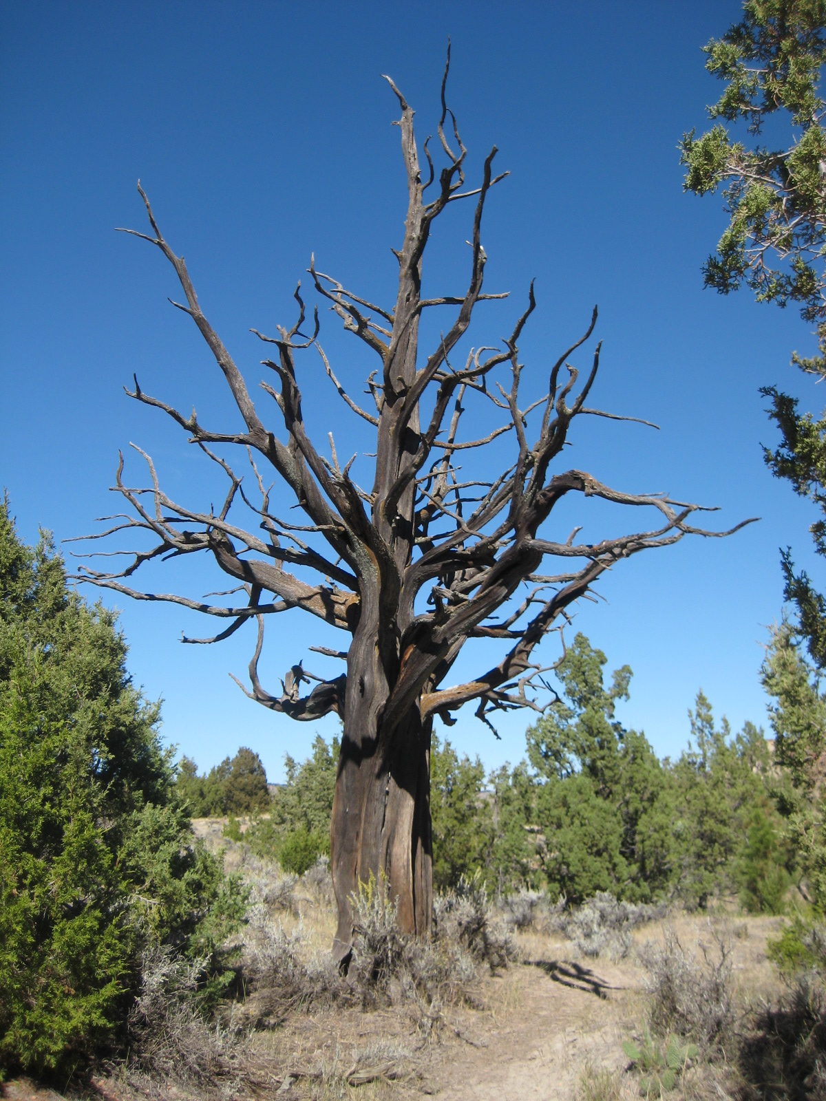 Best Trees of the Decade - Anita Sanchez