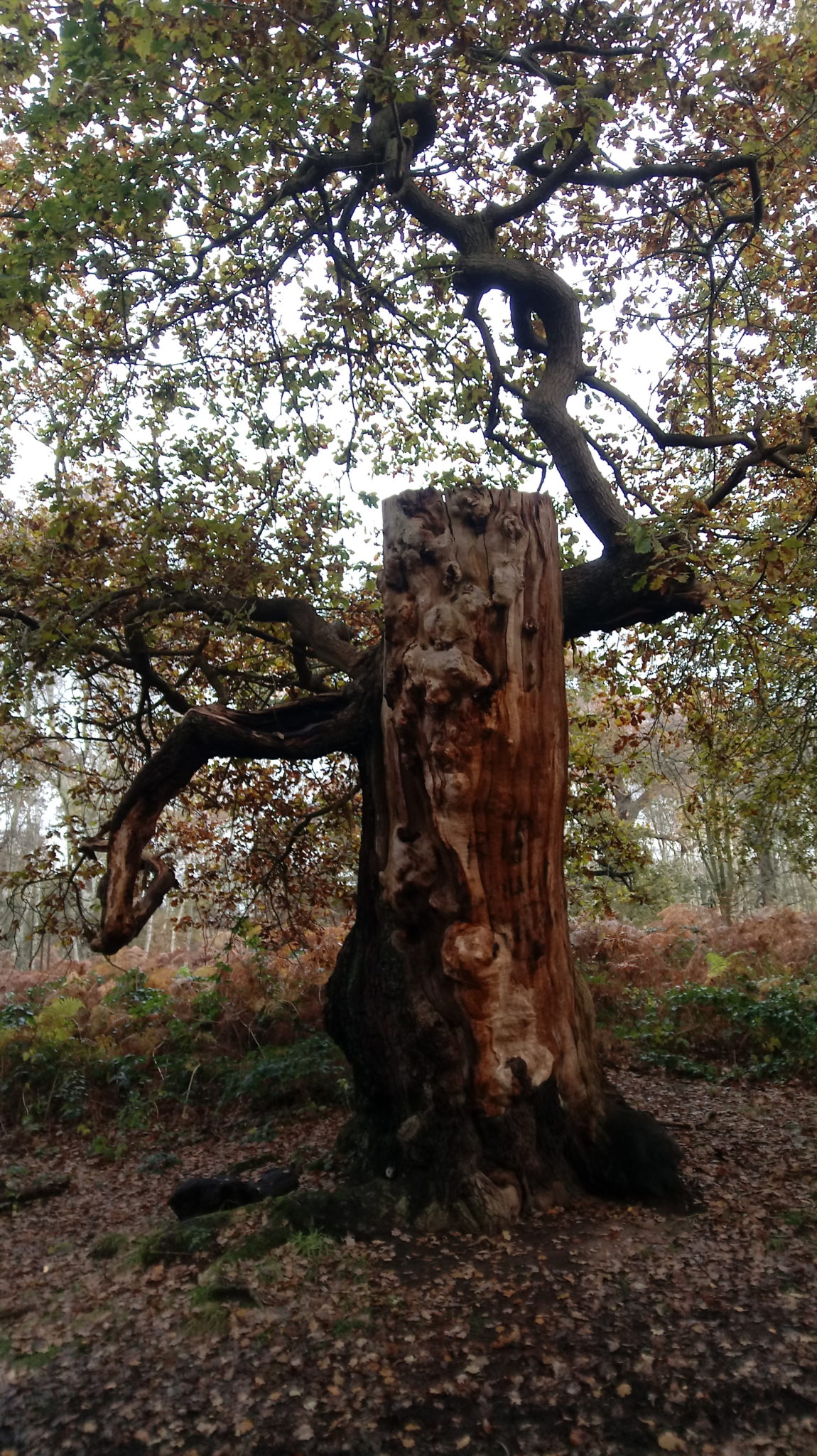 J.R.R. Tolkien: The Living Tree - Anita Sanchez