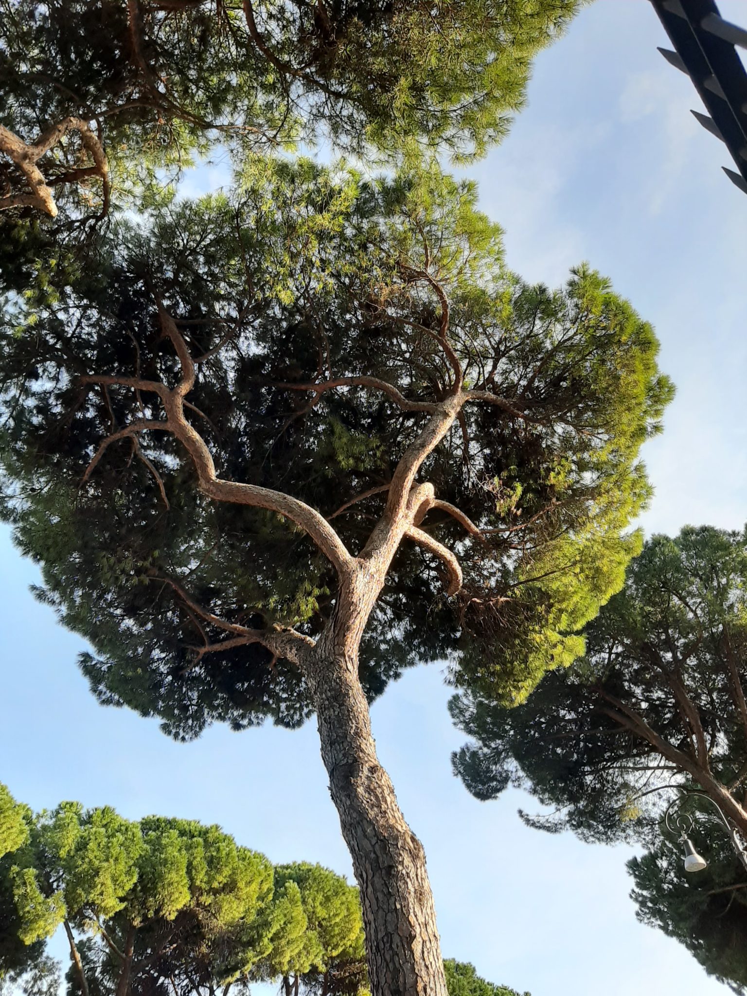 Best Trees of the Decade - Anita Sanchez