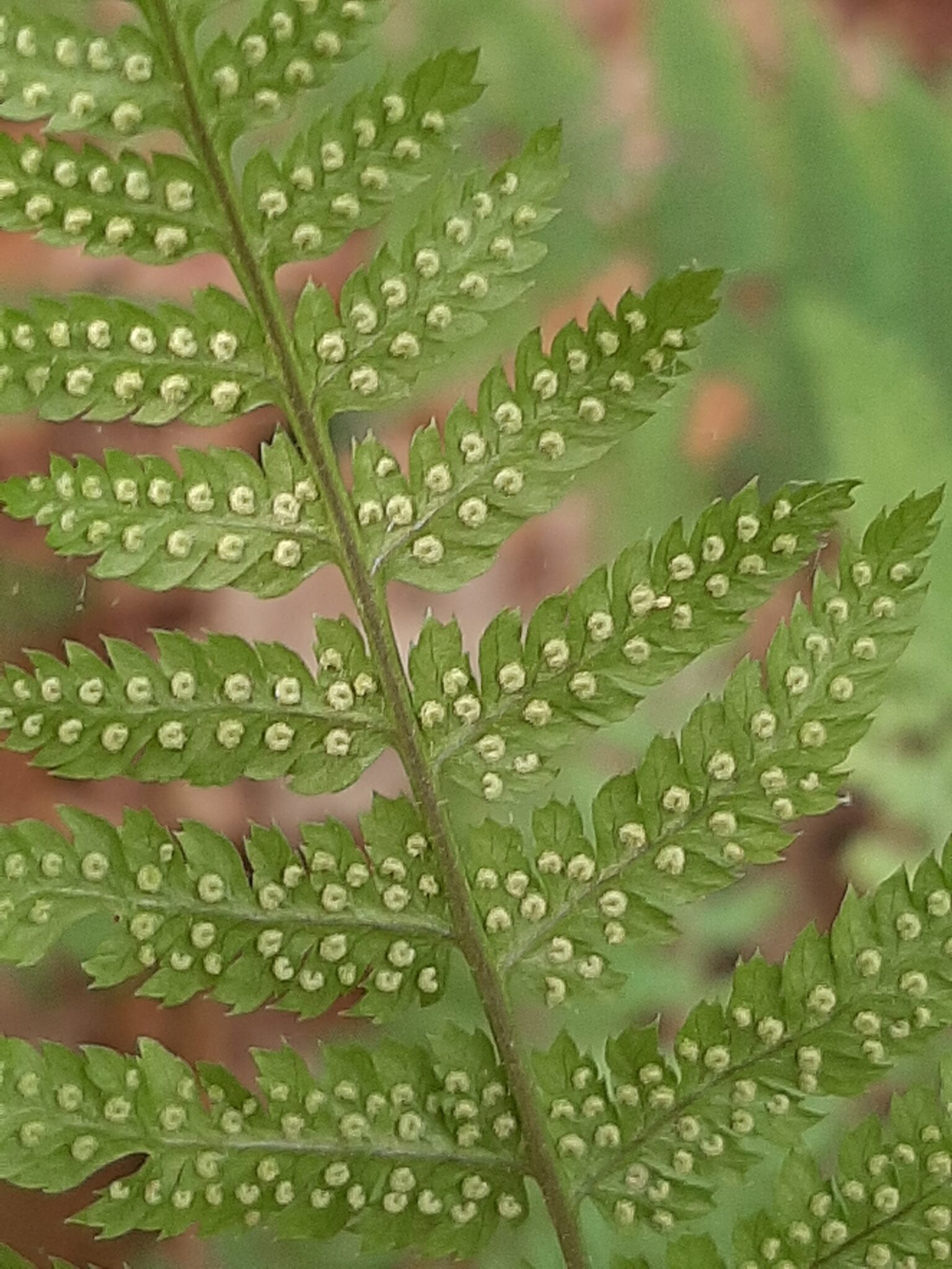 Walk Invisible: Looking for Fern Seed - Anita Sanchez