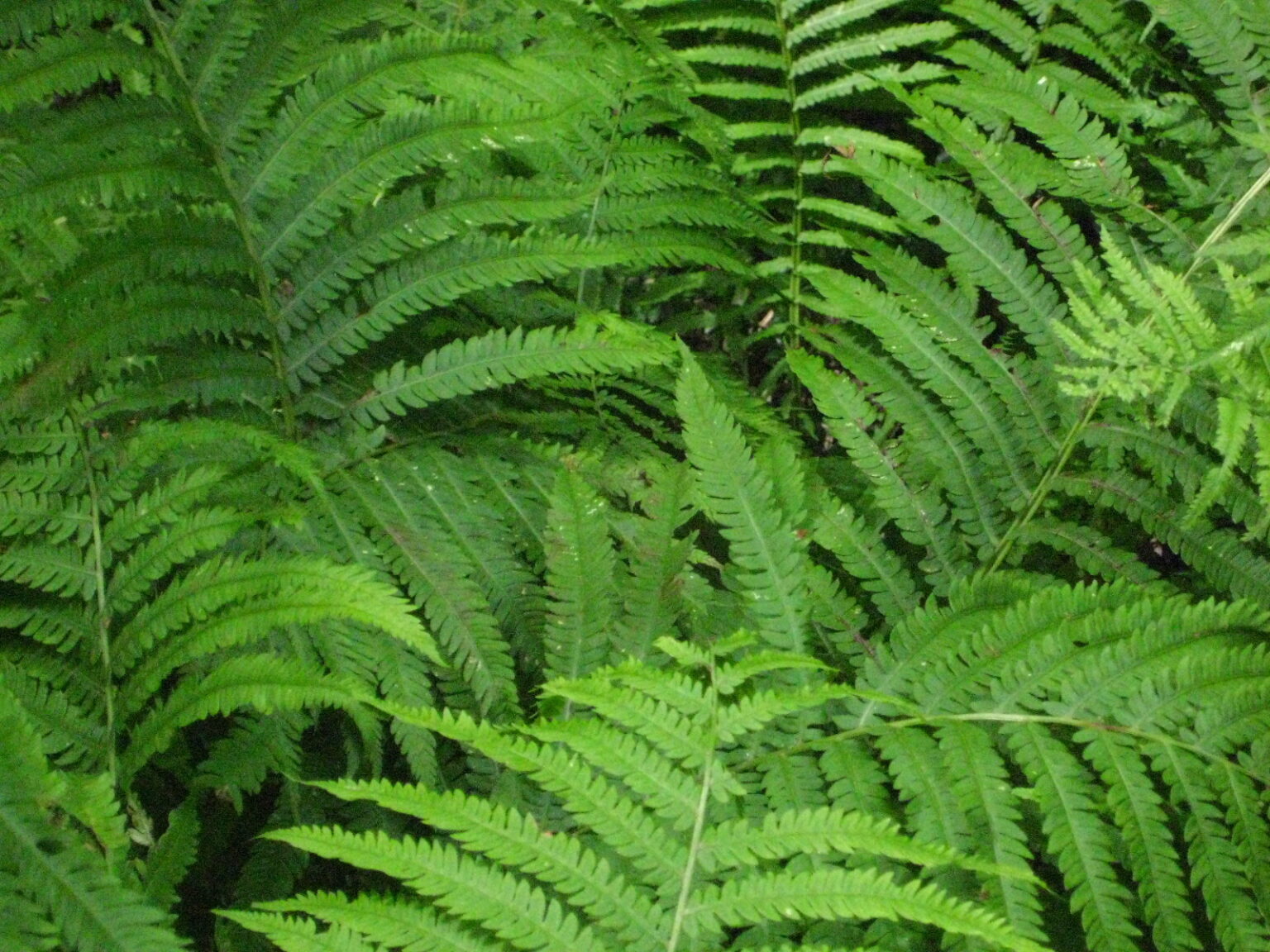 Walk Invisible: Looking for Fern Seed - Anita Sanchez
