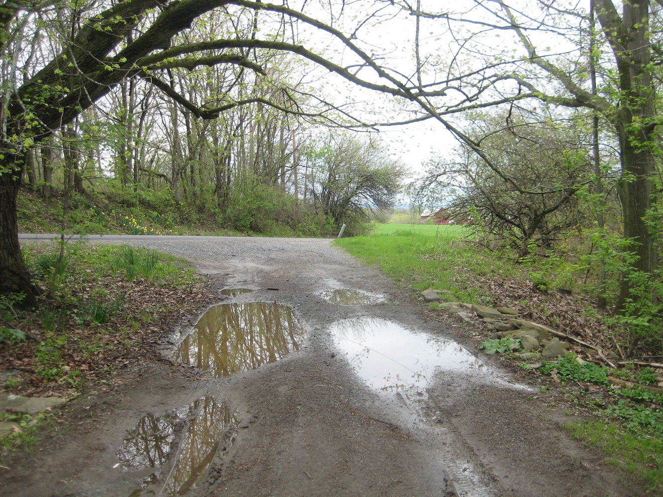 Hello, Puddle! Educator’s Guide - Anita Sanchez