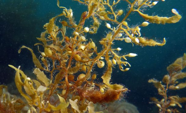 The Giant Blob of Seaweed - Anita Sanchez