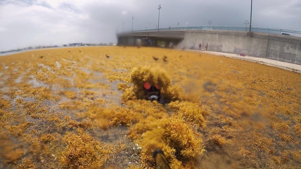 The Giant Blob of Seaweed - Anita Sanchez