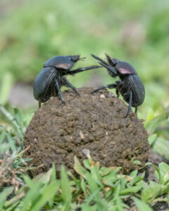 Scat: The Incredible Science of Wildlife Poop - Anita Sanchez