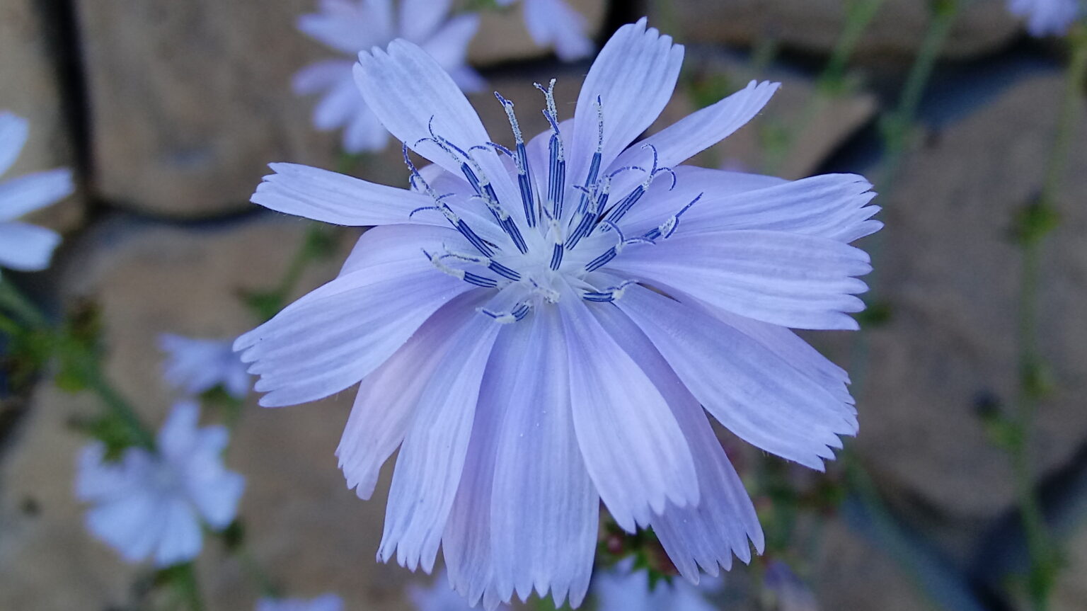 Chicory: The Road-Watcher - Anita Sanchez